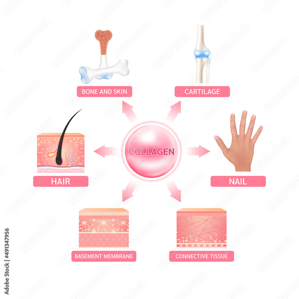 Collagen five most common types of protein. Main protein created ...