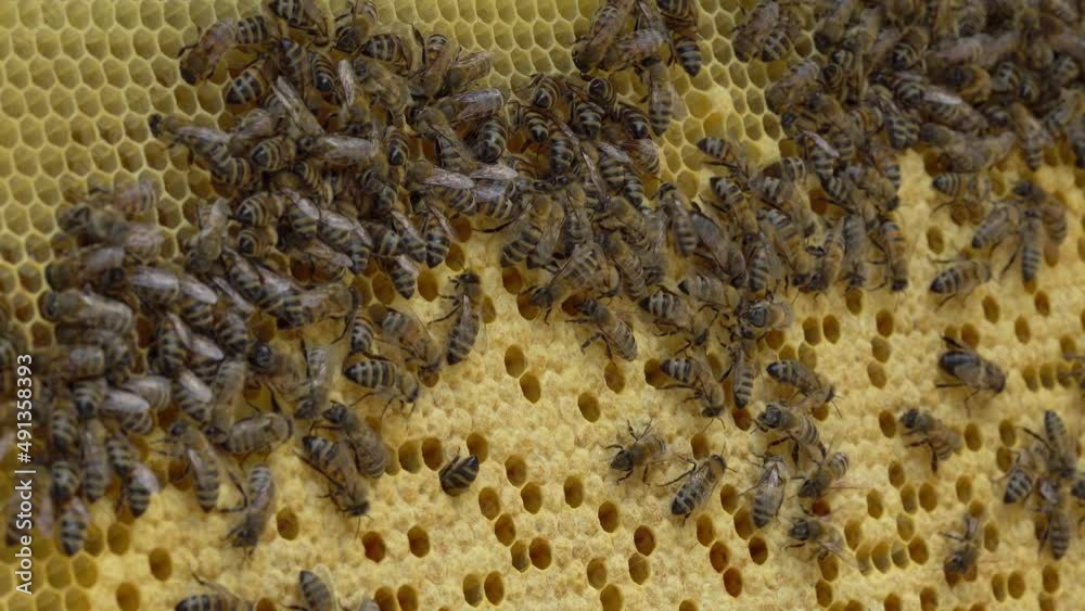 Bee brood frames are composed of brood at various stages of development ...