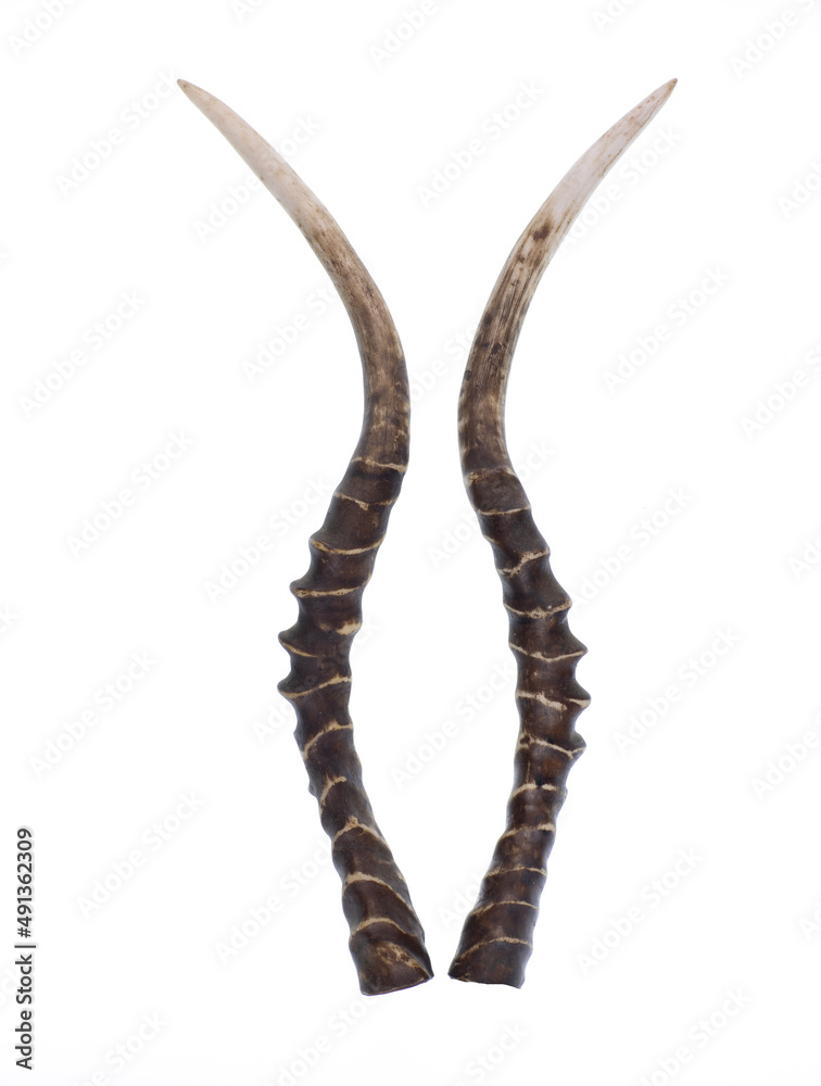 antelope horns isolated on white background Stock Photo | Adobe Stock