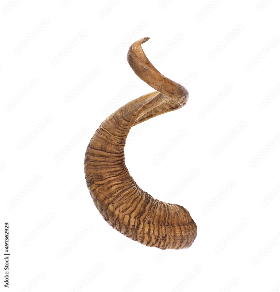 ram horns isolated on white background Stock Photo | Adobe Stock