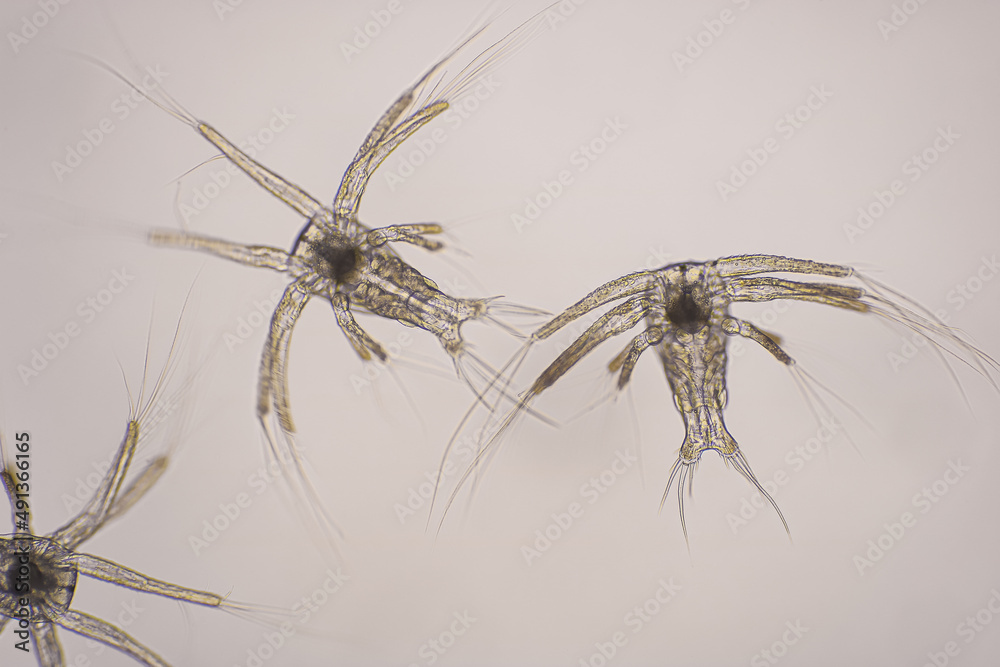 Nauplius stage of vannamei shrimp in light microscope, Shrimp larvae ...