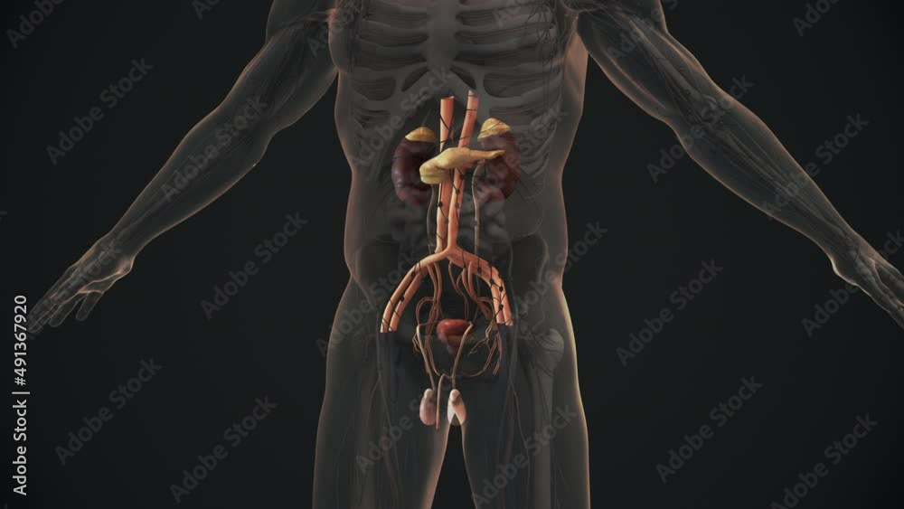 Anatomy of the male urinary and reproductive system Stock ビデオ | Adobe Stock