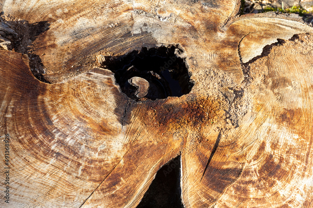 Stumps from cut trees in the forest with signs of wood disease. Stock ...