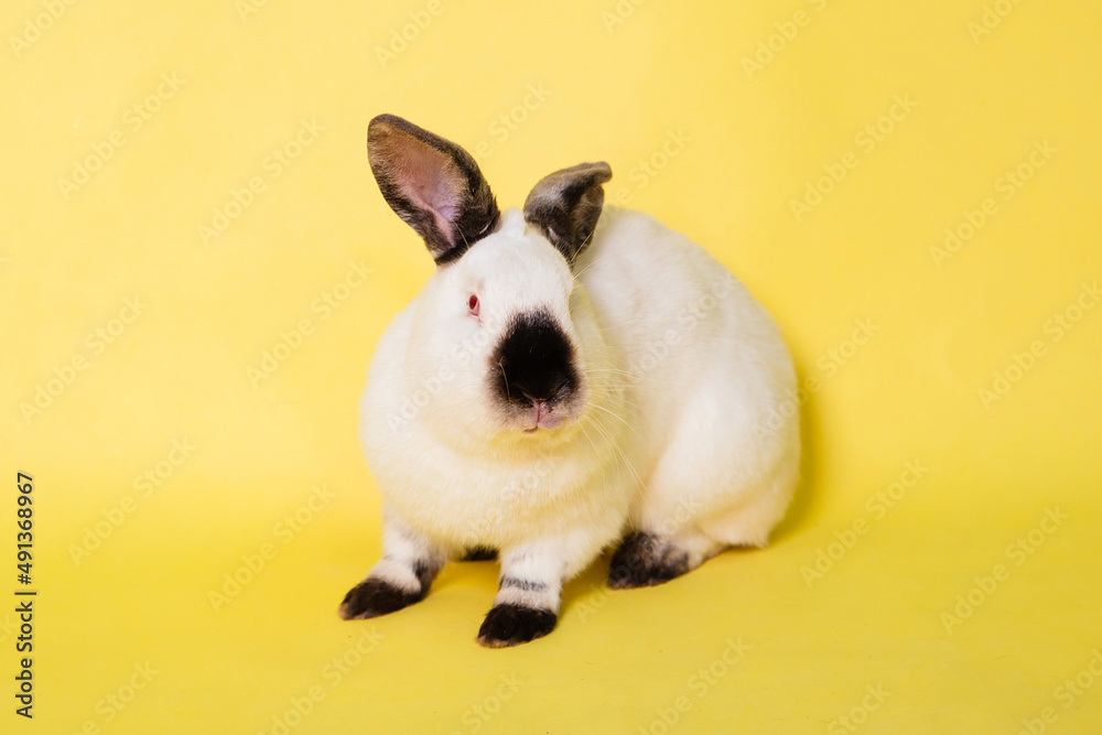 White rabbit with a black nose on a plain yellow background. Symbol of ...