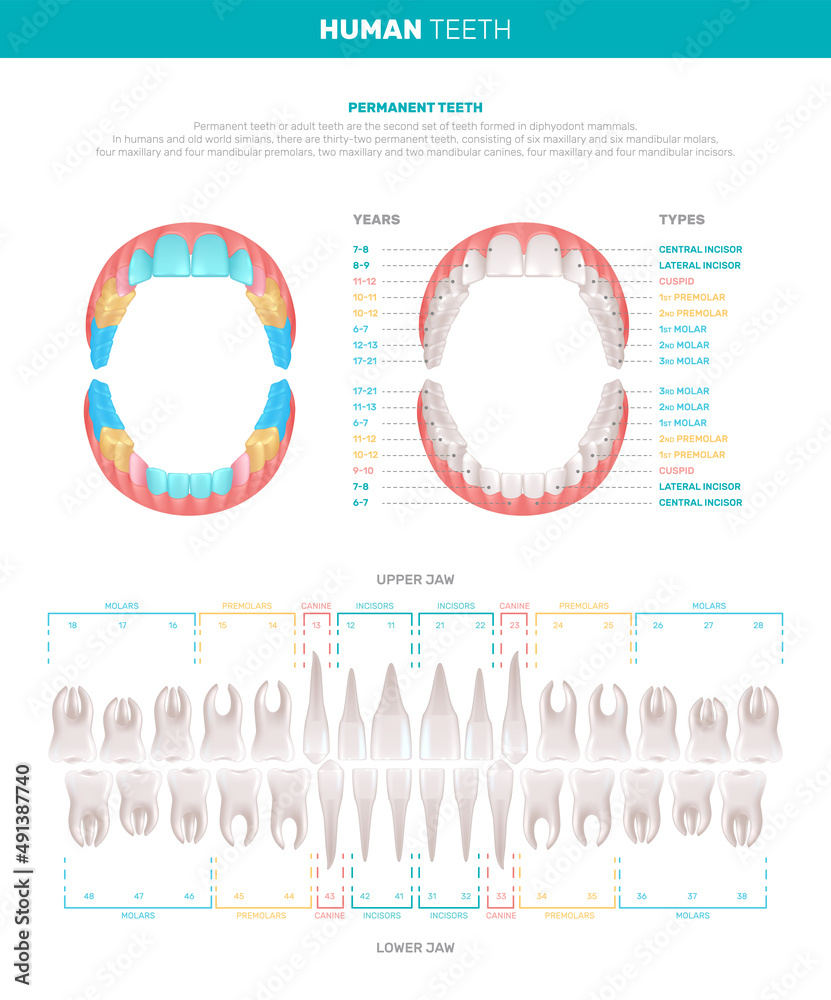 Human Teeth Big Infographics Stock Vector | Adobe Stock