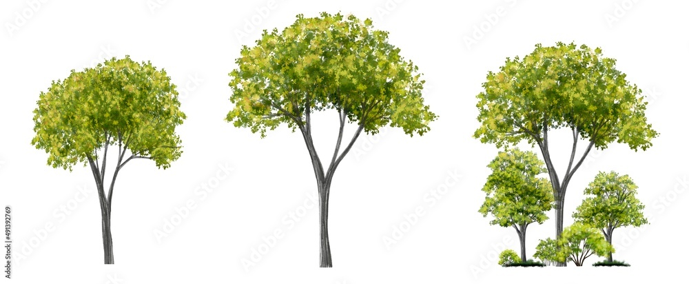watercolor tree side view isolated on white background for landscape ...