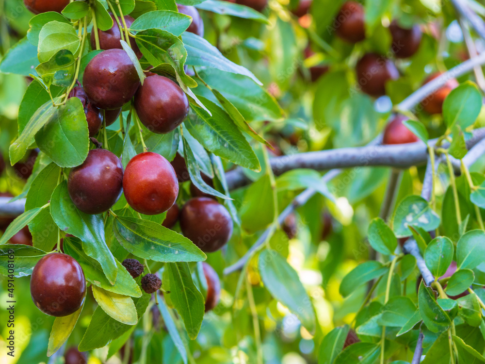 Ziziphus Jujuba Tree