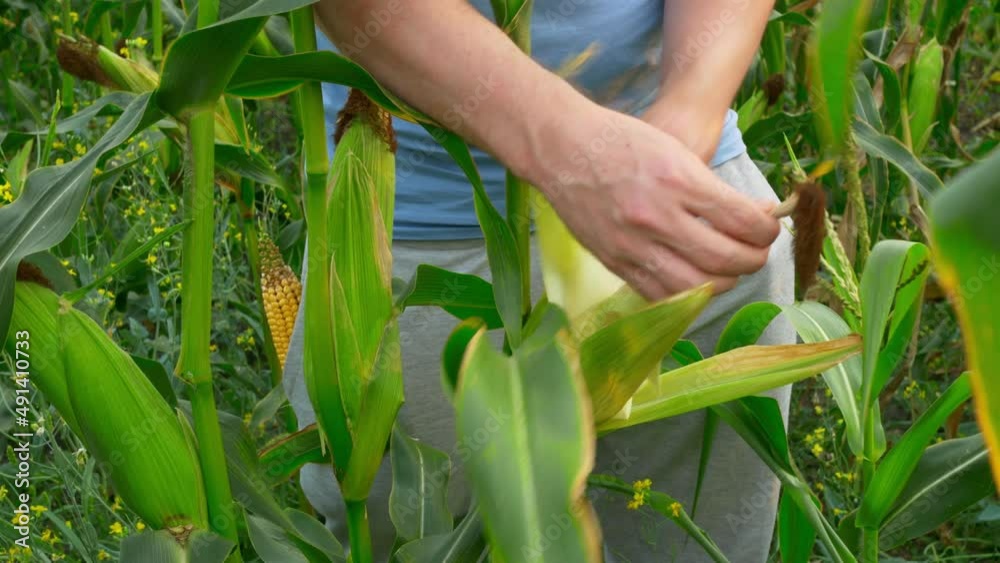 Growing corn by farmers on an industrial scale. In a green corn field ...