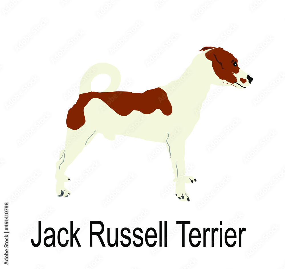 Jack Russell terrier dog vector illustration isolated on white ...