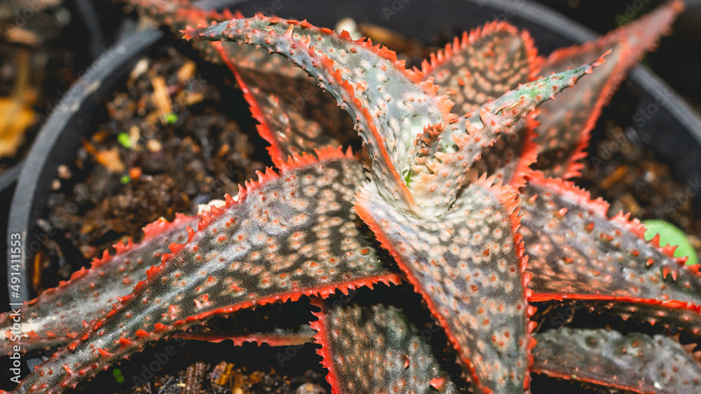 Aloe donnie in detail with red serrated leaves. Beautiful color of ...