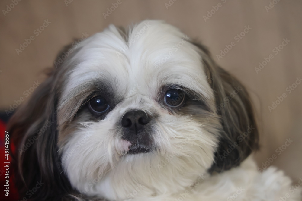 Shitsu Dog looks into the camera on the shoulder of the hostess, a sour ...