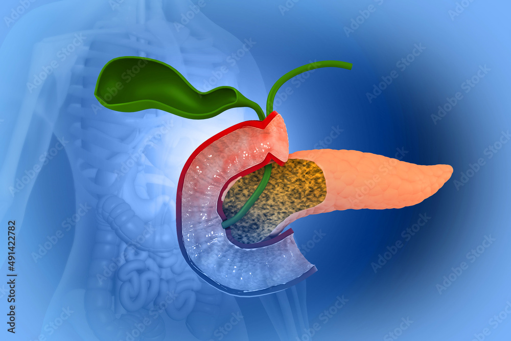 Anatomy of human pancreas. 3d illustration Stock Illustration | Adobe Stock
