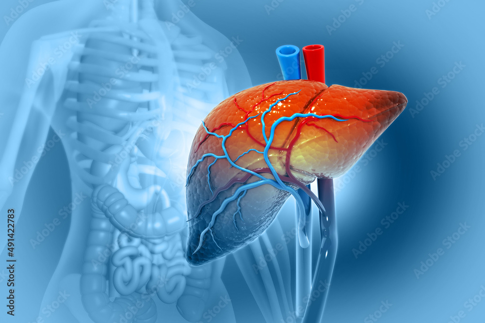 Human liver anatomy structure, 3d illustration Stock Illustration ...
