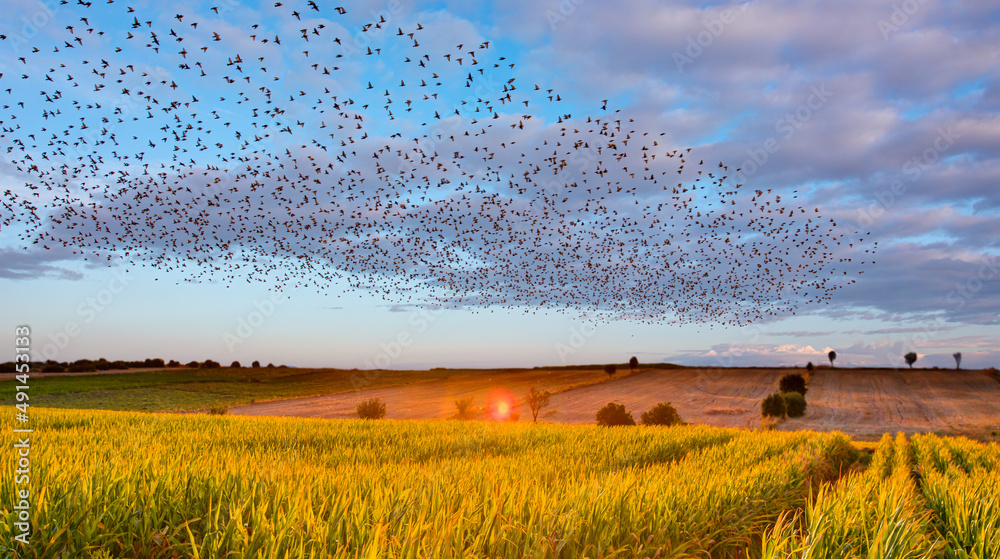 Beautiful large flock of starlings - The natural phenomenon Stock Photo ...