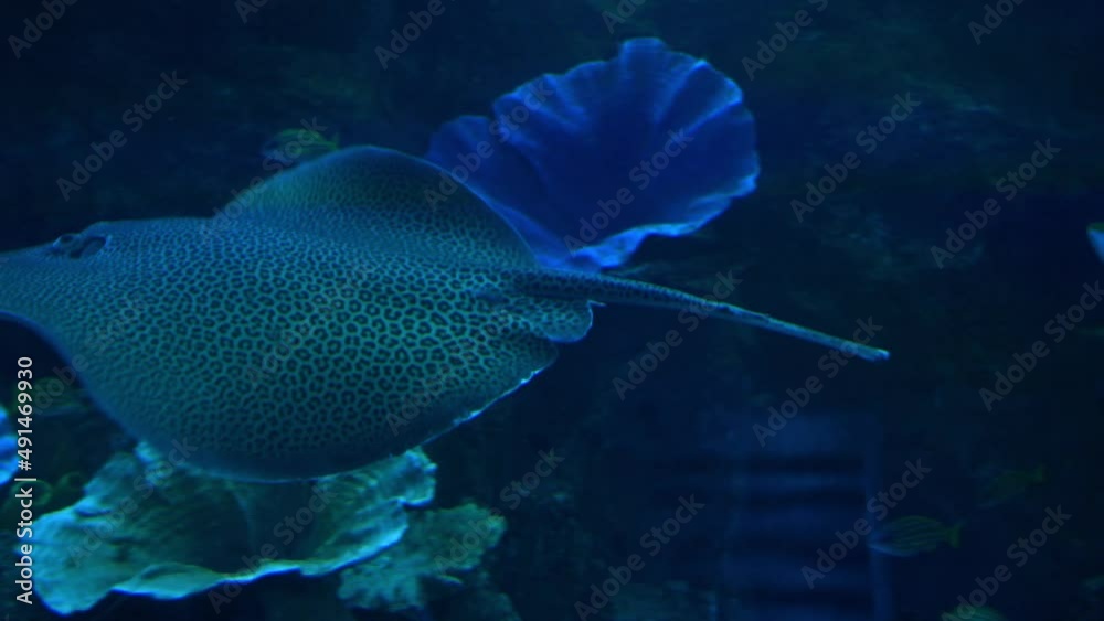 A reticulate whip ray or honeycomb stingray in one of the largest ...