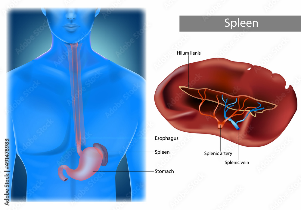 Illustration of Human Spleen Anatomy. Location Of Spleen In Body ...