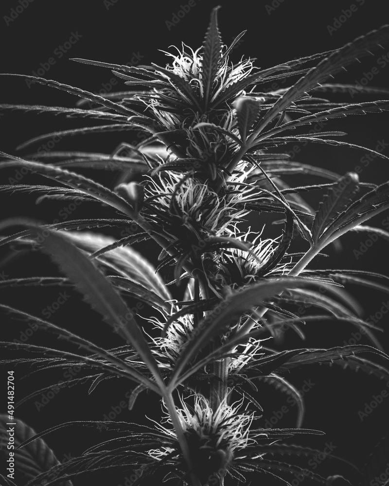 Wild cannabis plants, illuminated by sunlight. Hemp plant, organic ...