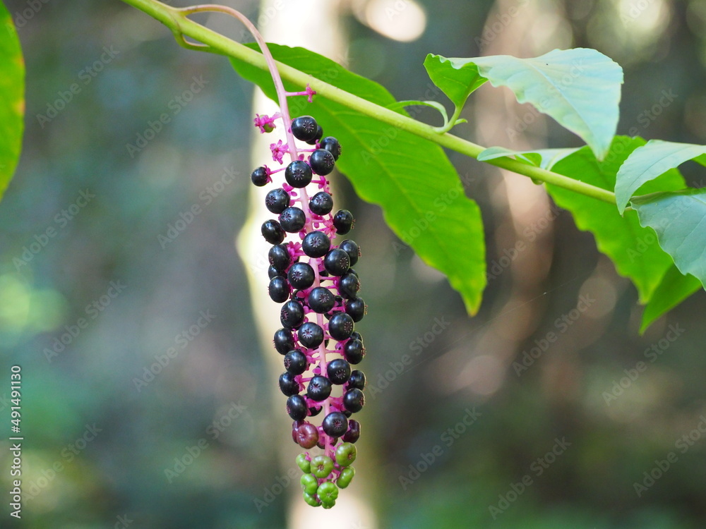 racimo de vegetal de frutos pequeños de color morado y forma esférica ...