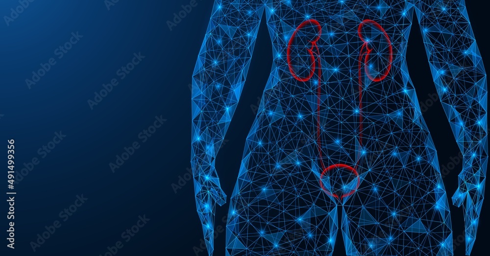 The human urinary system. Internal organ. Polygonal design of ...