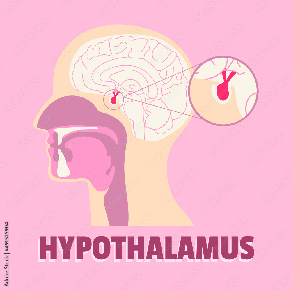 Illustrative concept of hypothalamus, hypothalamus system vector ...