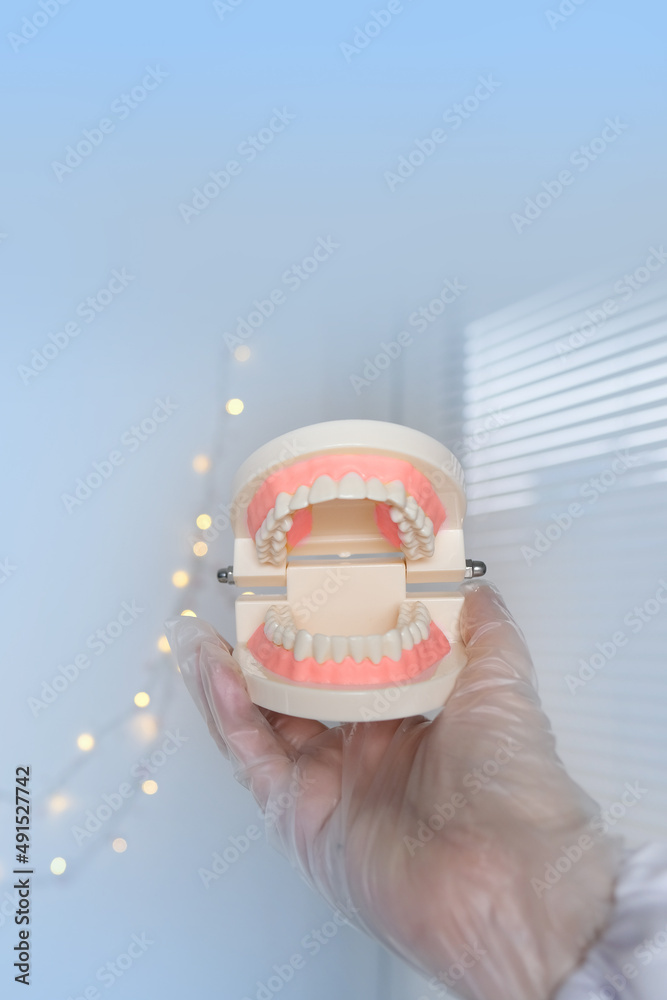 close-up of female hands, doctor dentist holds model of the human jaw ...