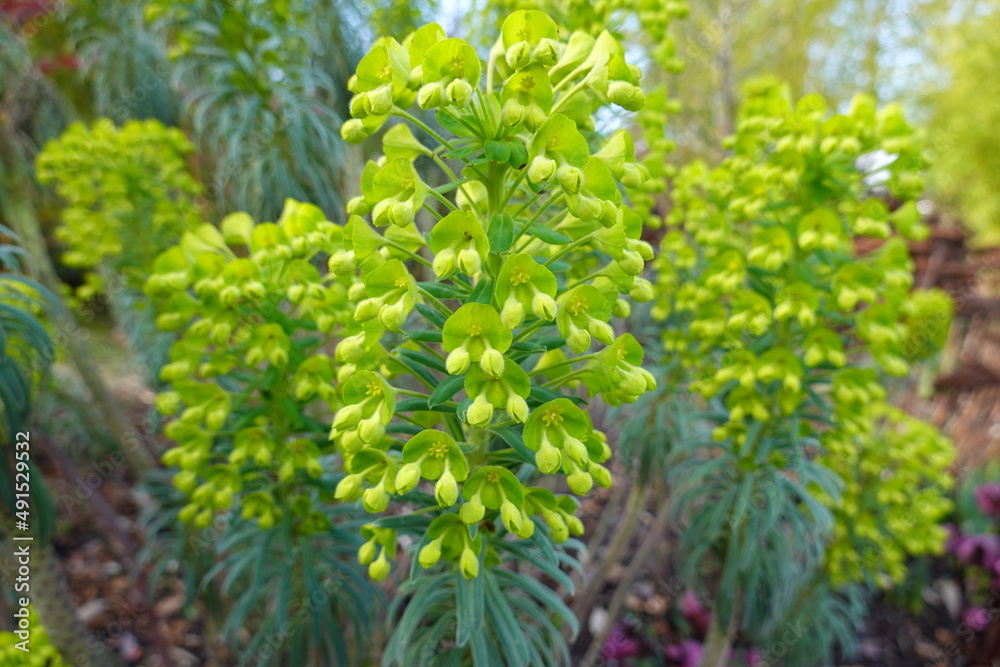 Euphorbia cyparissias (Cypress Spurge, Graveyard Weed) grows best in ...