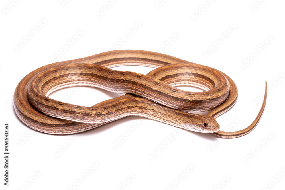 snake on white background Stock Photo | Adobe Stock