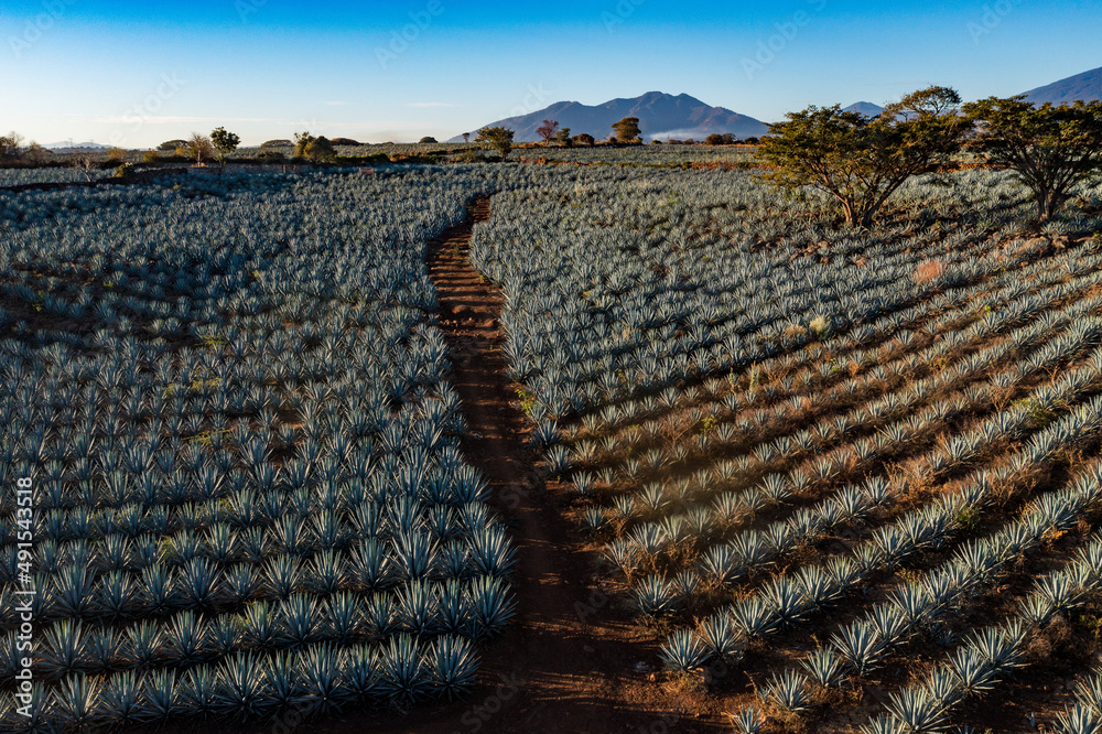 Paisaje agavero o paisaje de tequila en el municipio de tequila ...