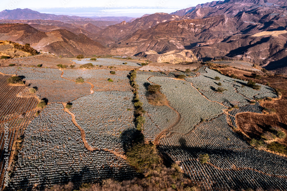 Paisaje agavero o paisaje de tequila en el municipio de tequila ...