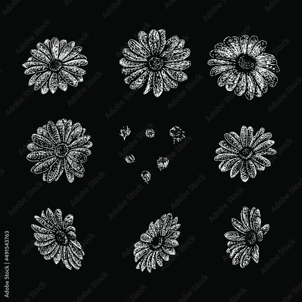 african daisy flower set hand drawing vector illustration isolated on ...
