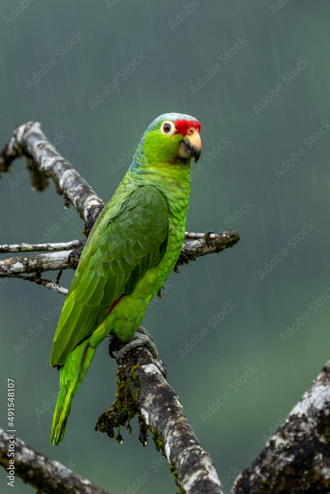 Red-lored Parrot, Amazona autumnalis. Parrot from deep rain forest ...