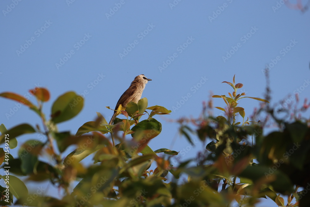 The yellow-eared bulbul is a species of songbird in the bulbul family ...