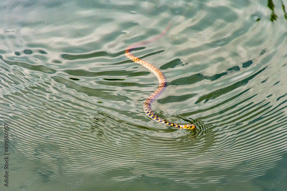 Grass Snake, ringed snake, water snake, Natrix natrix, Eurasian, non ...