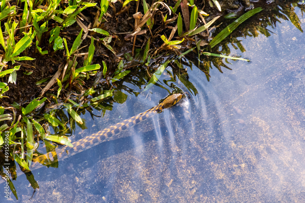 Grass Snake, ringed snake, water snake, Eurasian, non-venomous ...