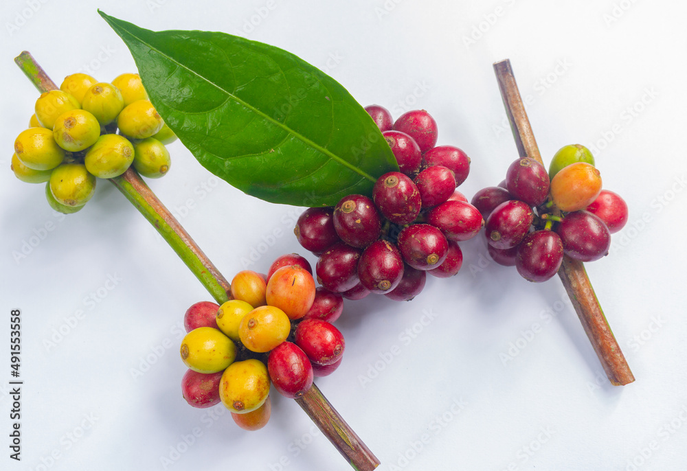 Lao coffee Paksong coffee Fresh red coffee isolated Asian fruit farming ...