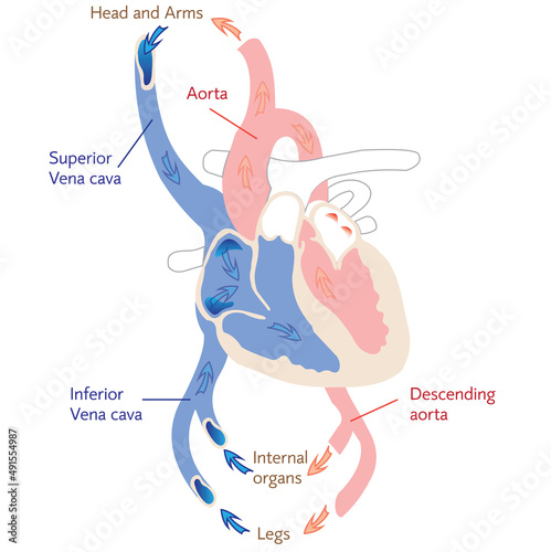 Systemic Circulation