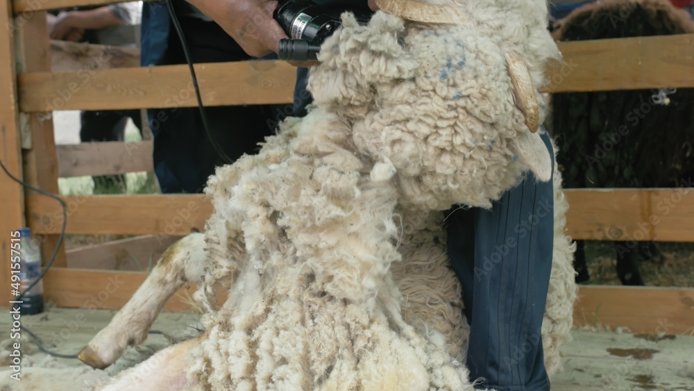 Men shearer shearing sheep at agricultural show in competition. The ...