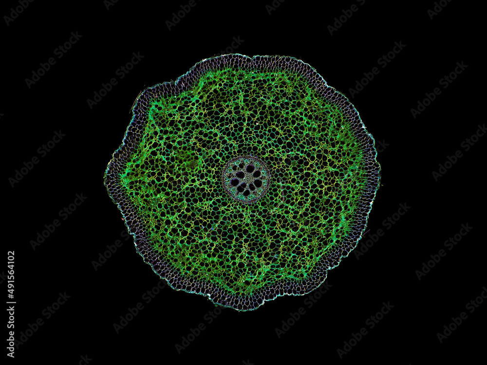 cross section cut slice of plant stem under the microscope ...