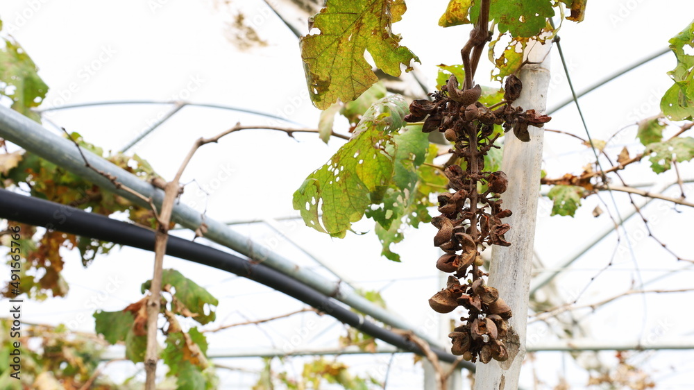 Grapes crack and dry on the vine. A bunch of grapes damaged by a summer ...