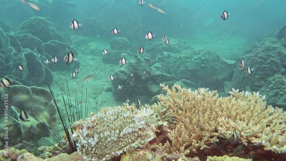 Reticulated dascillus (Dascyllus reticulatus) is a species of marine ...