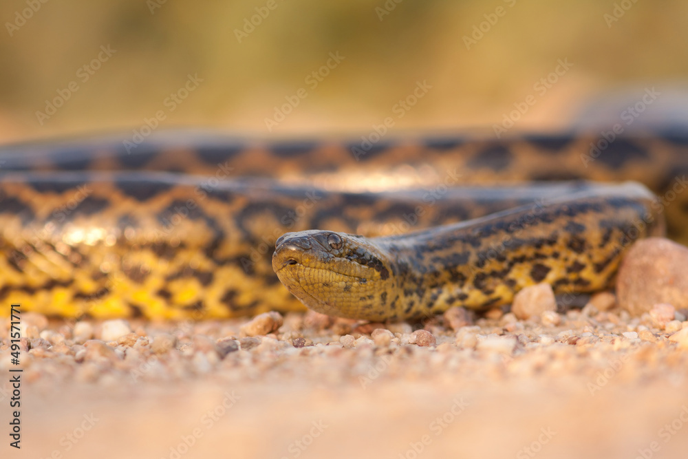 Foto Stock Yellow anaconda, eunectes notaeus, crawling in sand from low ...