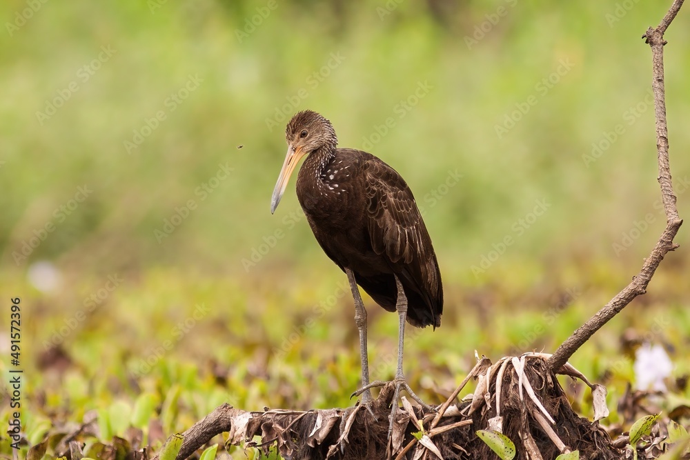 Single limpkin standing on a branch just above water in wetland of ...