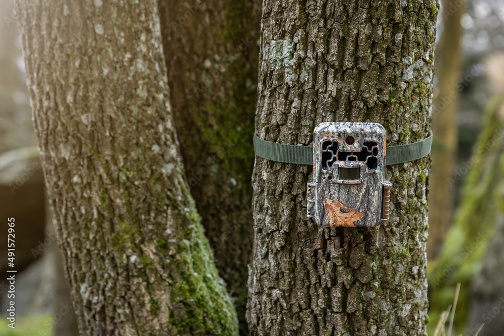 Foto de Game camera attached to a tree with strap in forest. Trailcam ...