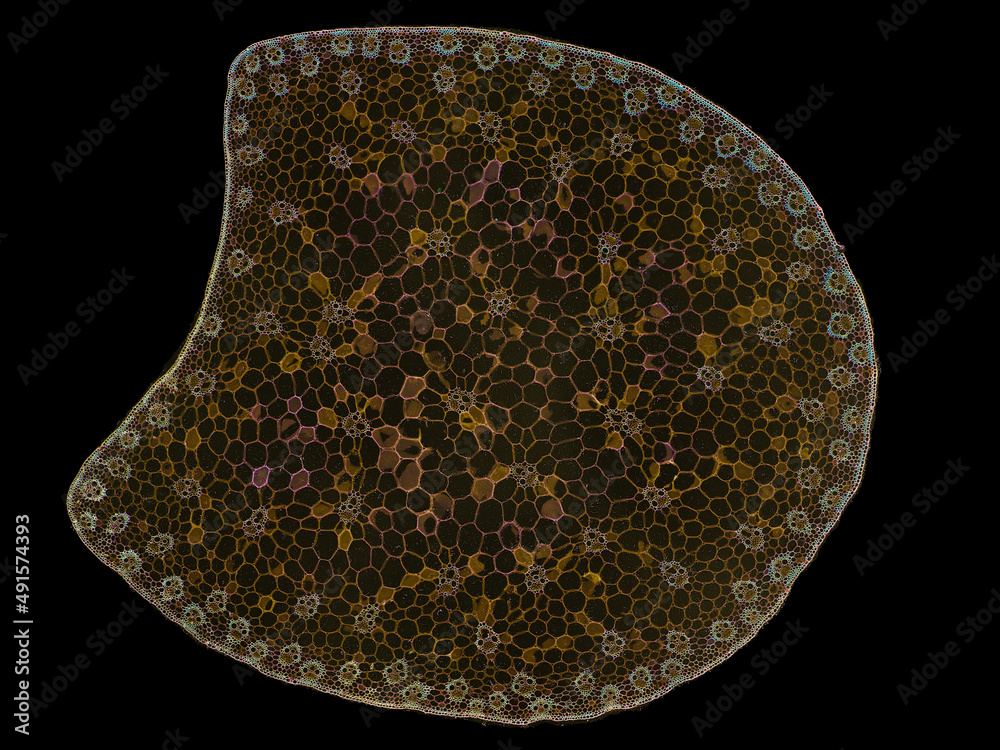 cross section cut slice of plant stem under the microscope ...