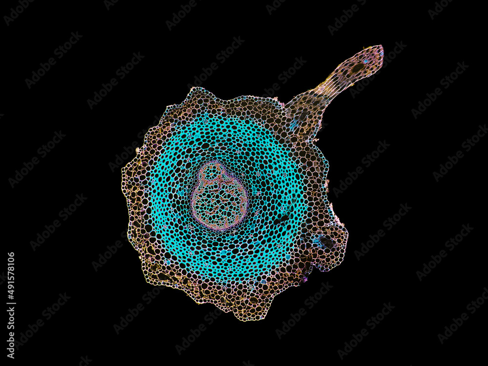 cross section cut slice of plant stem under the microscope ...