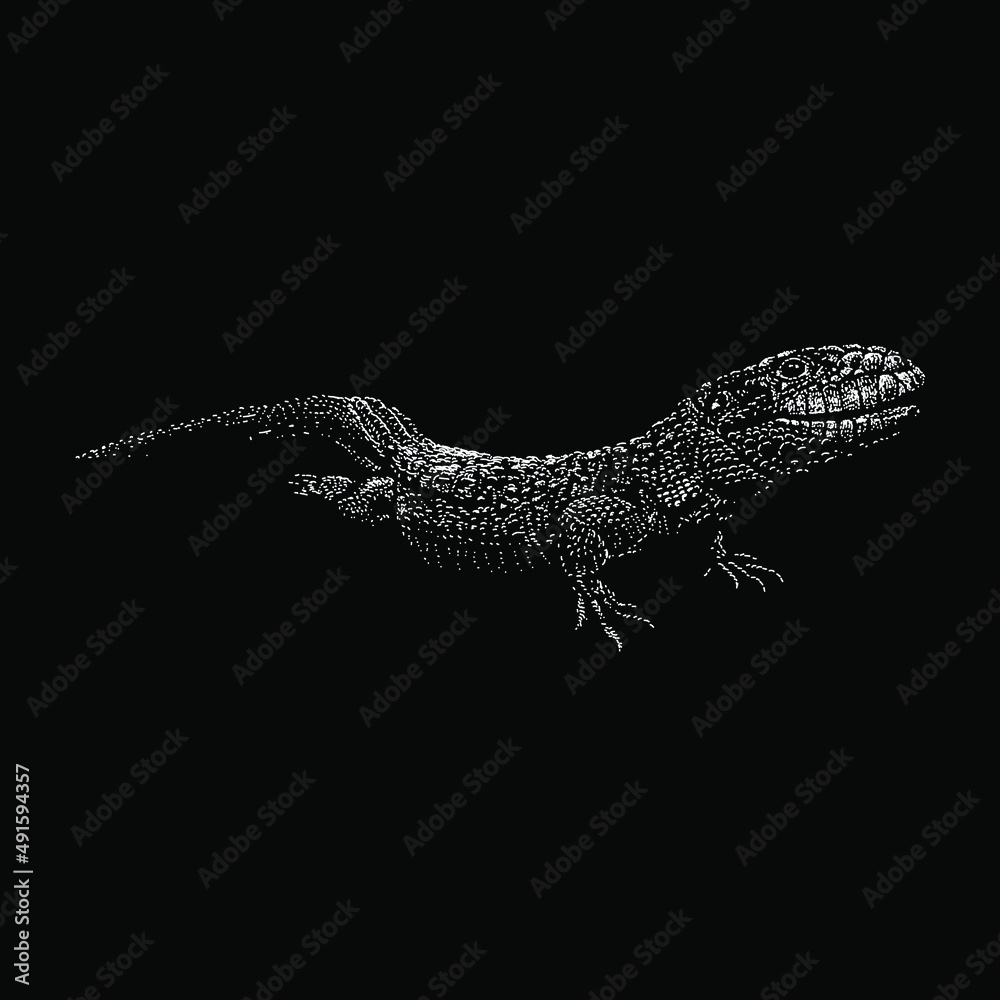 caiman lizard hand drawing vector illustration isolated on black ...