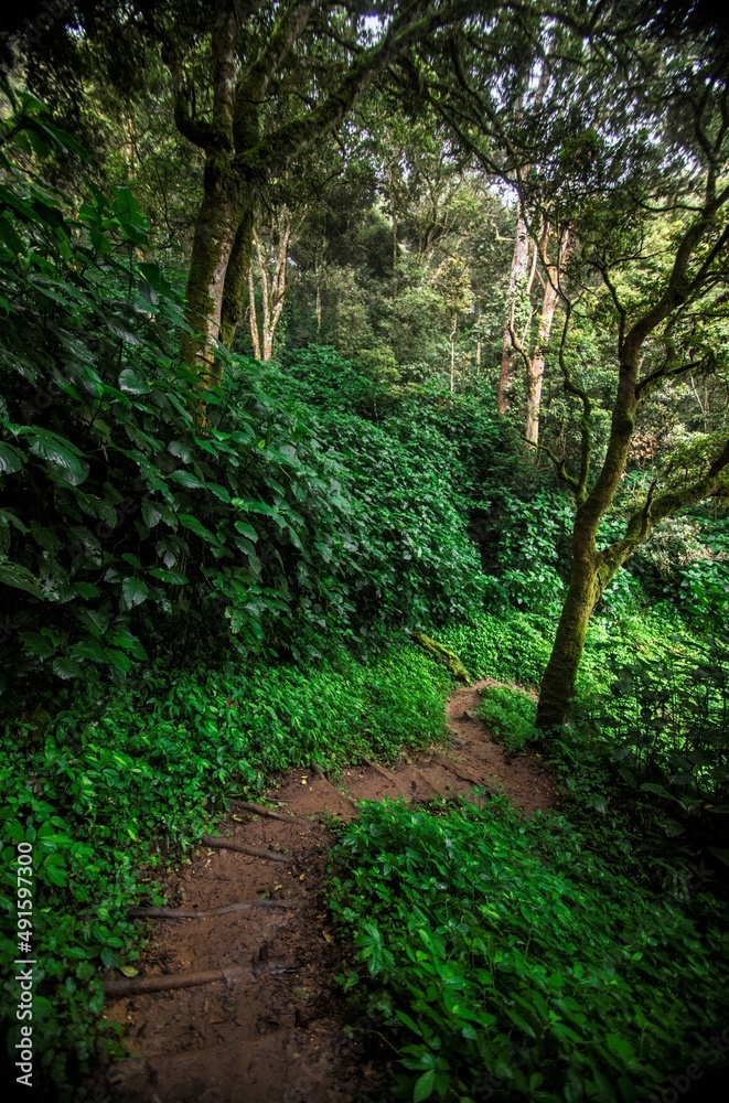 Munnar, January 2022. Trekking route to cloud farm, Munnar Stock Photo ...