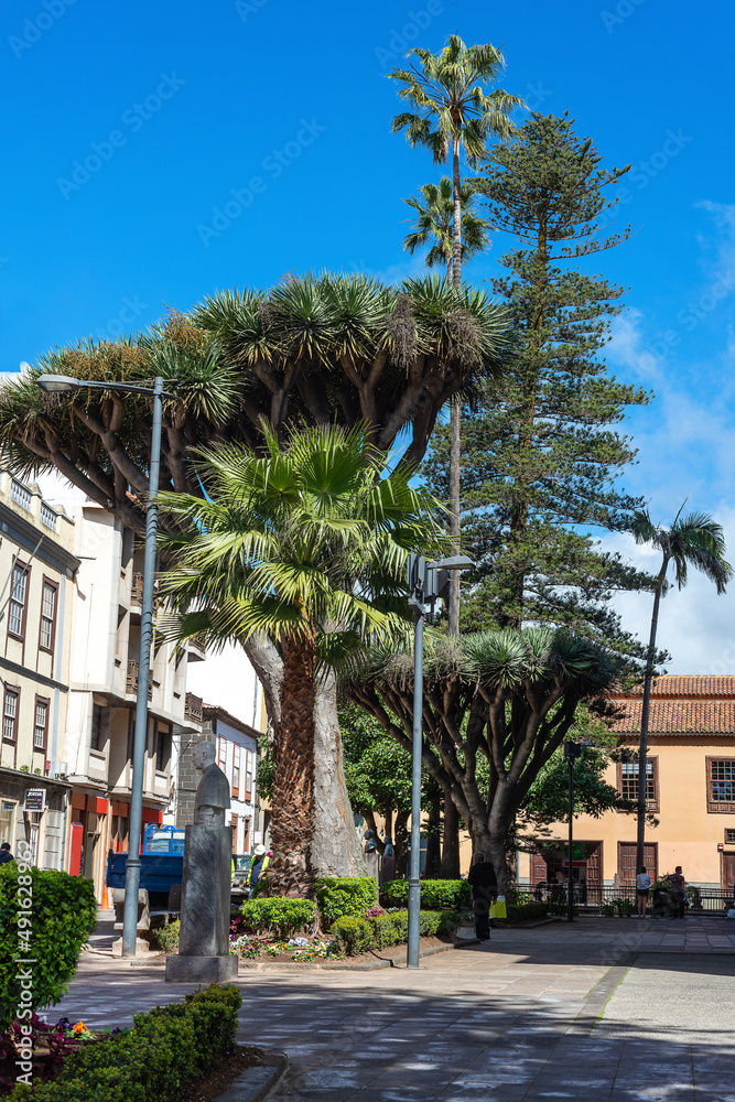 Street view with the tree named Drago in La Laguna city in Tenerife ...
