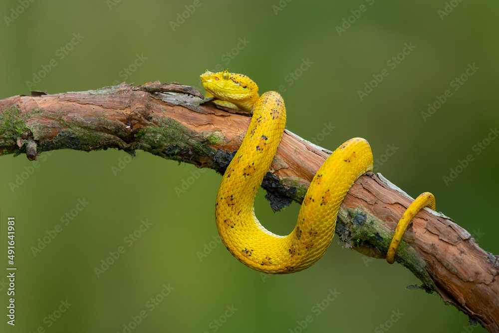 Bothriechis supraciliaris, the blotched palm-pit viper, is a species of ...