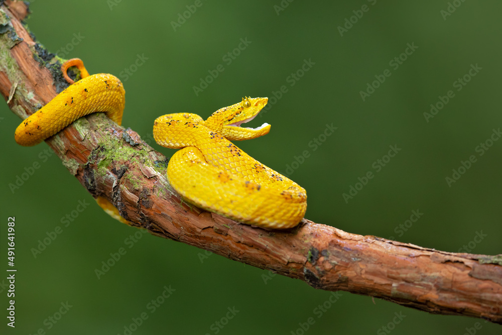 Bothriechis supraciliaris, the blotched palm-pit viper, is a species of ...